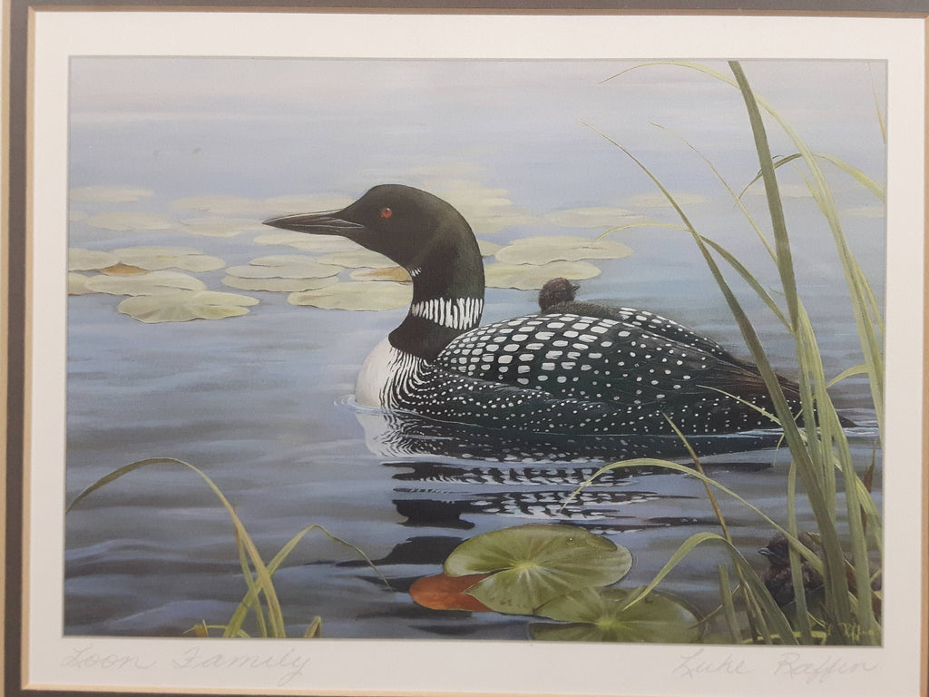 Luke Raffin "Loon Family" Painting Wildlife Art Print 11 3/4" x 14 3/4 ...