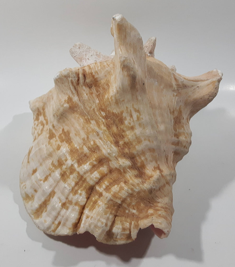 Large 8" Tall Horn Queen Conch Shell Coin Bank – Treasure Valley ...