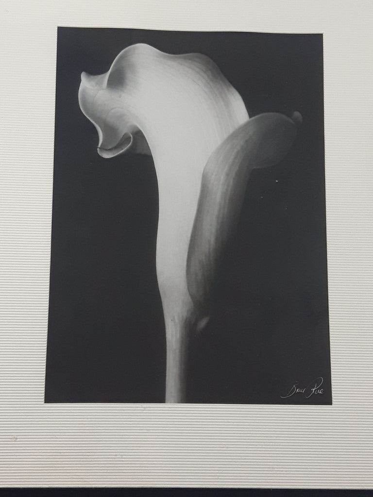 Arum Lily Flower by Bruce Rae 18" x 22" Framed Black and White Photogr ...